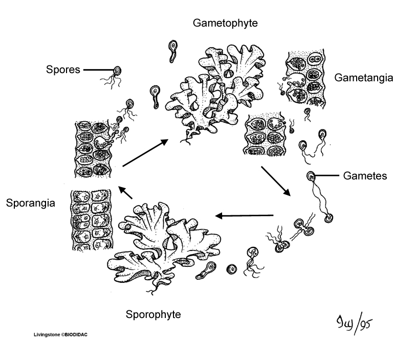 Harbor Watch: Floating Dock Bryopsid Green Algae