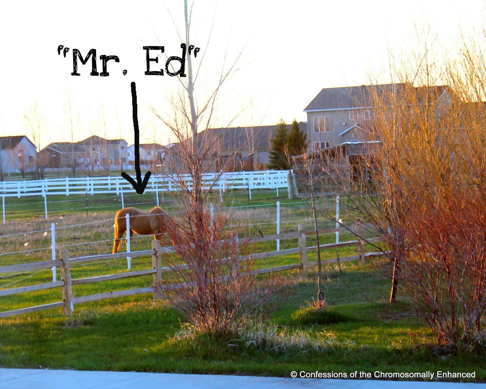 Confessions of the Chromosomally Enhanced: A New Chapter Begins...