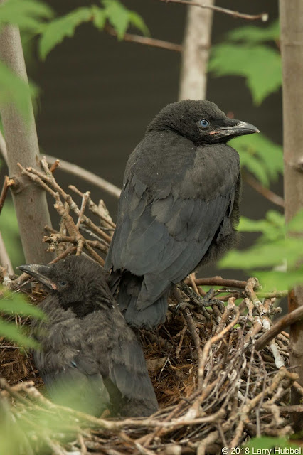 Union Bay Watch : Baby Crows