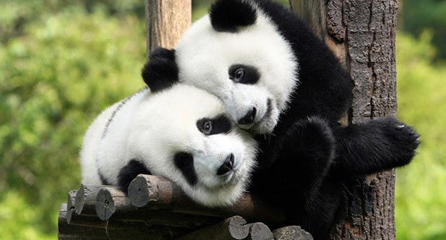 Malaysia iChannel: Welcome Feng Yi (Phoenix) and Fu Wa (Lucky) to Malaysia