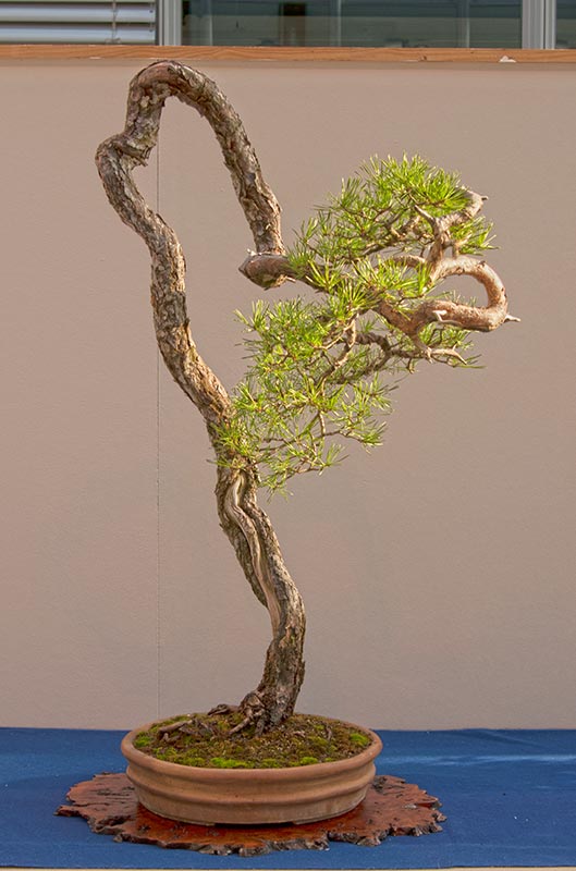 Walter's Travelogues: EBA 2011 the EBA tree exhibit #2