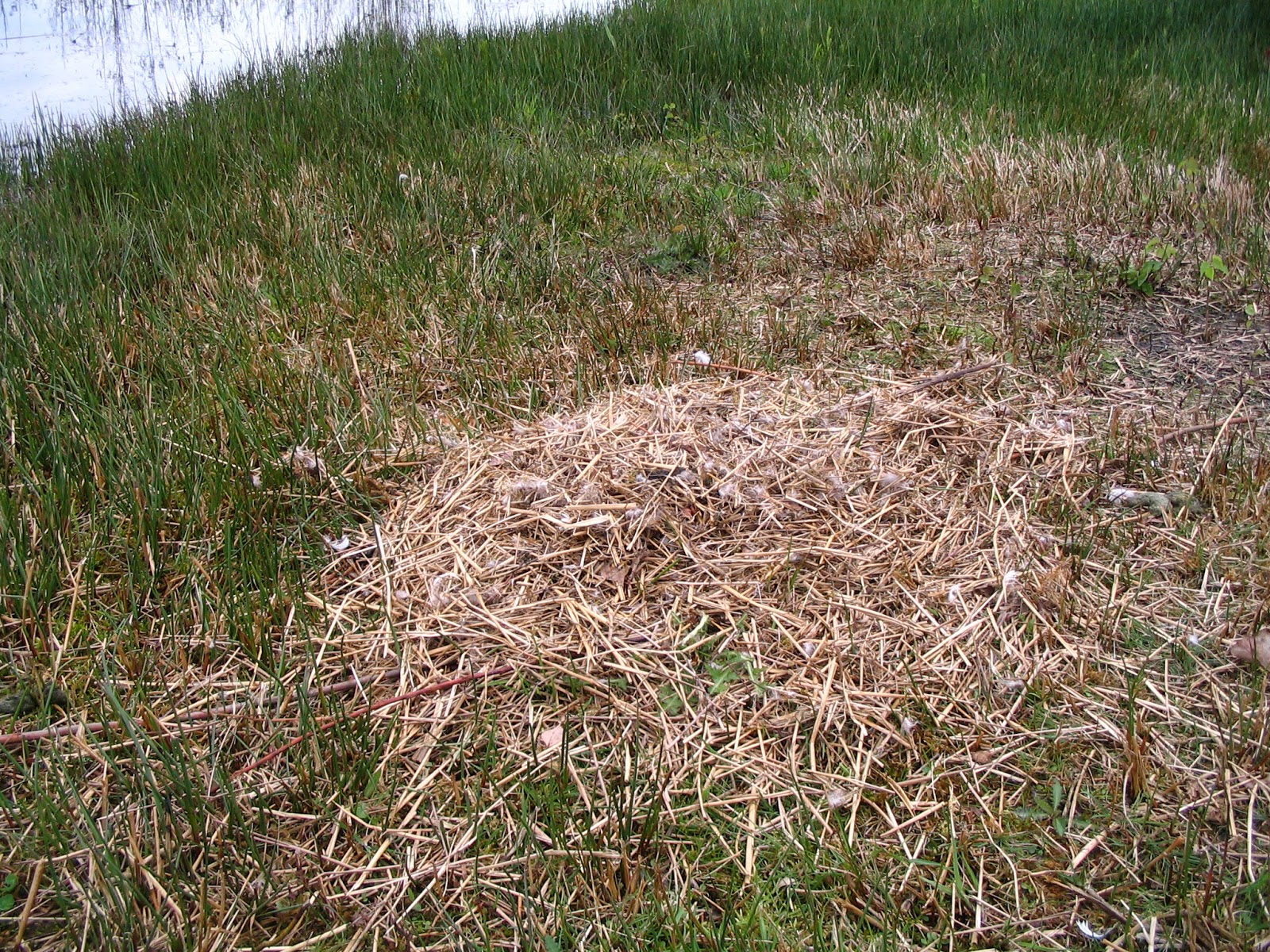 Weert en natuur: Sporen in de Roeventerpeel.