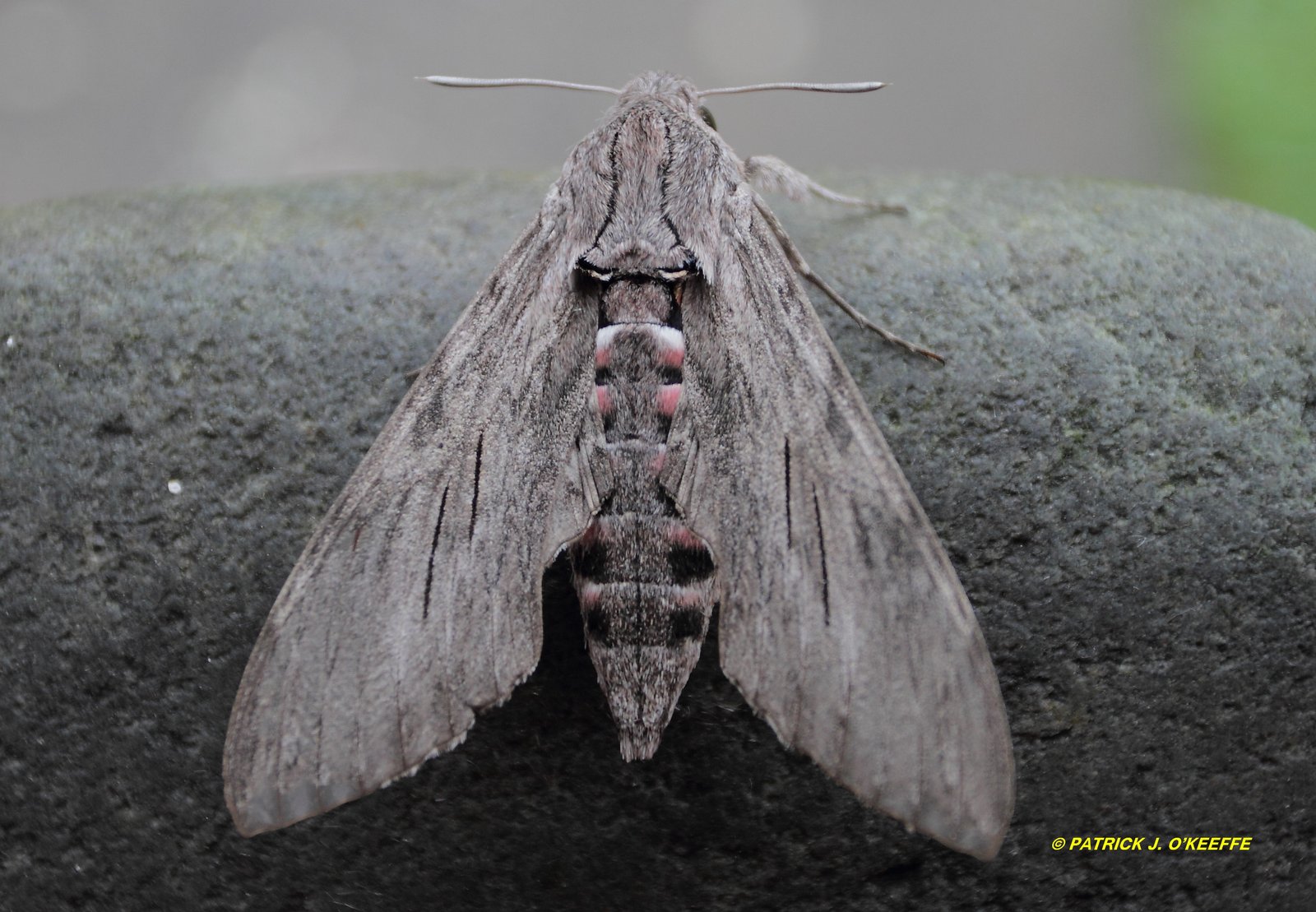 Raw Birds: CONVOLVUS HAWK MOTH Agrius convolvuli Cape Clear Island ...