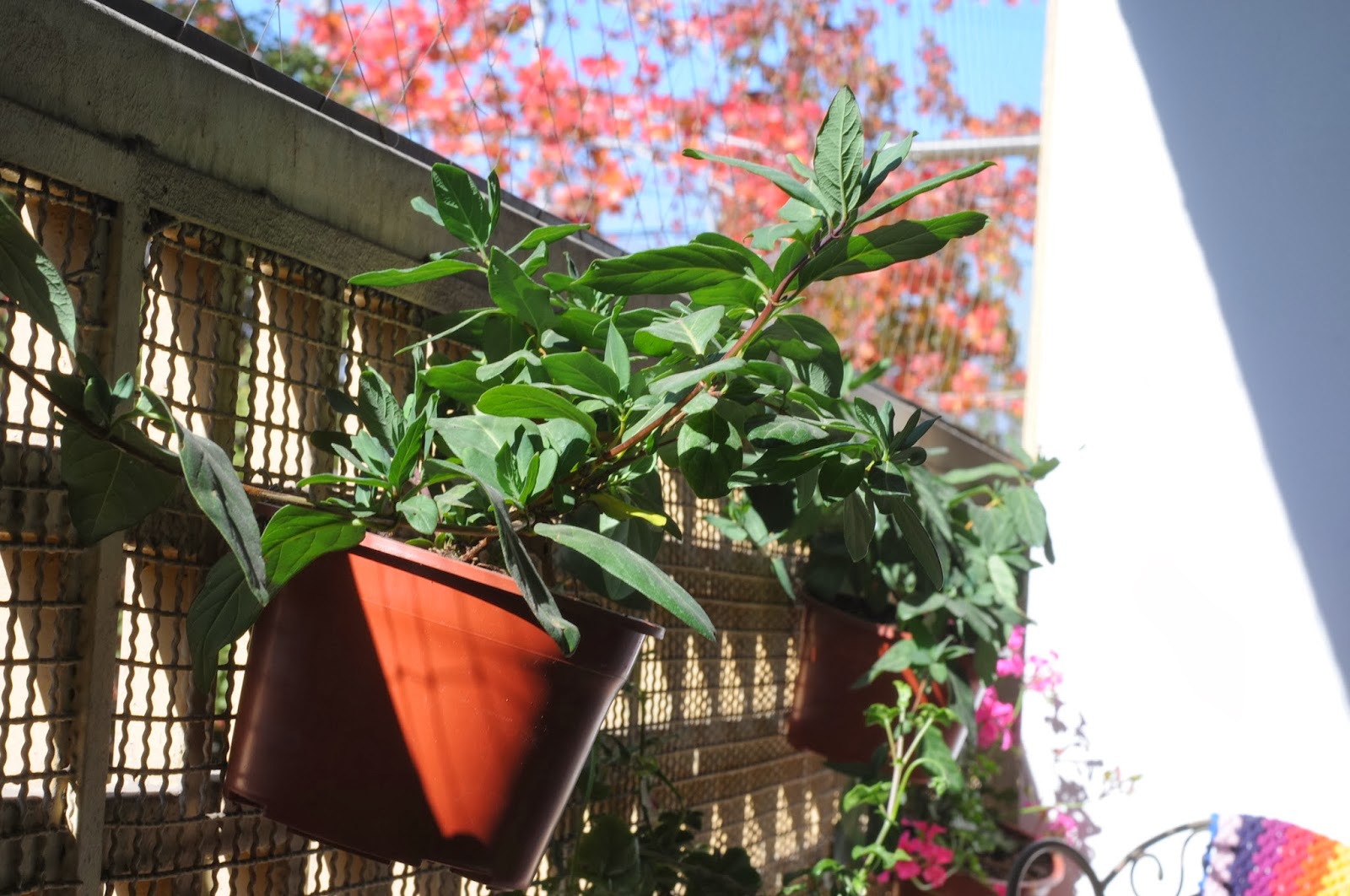 ENTERRENO: Huerto Vertical en Balcón - Departamento, Las Condes