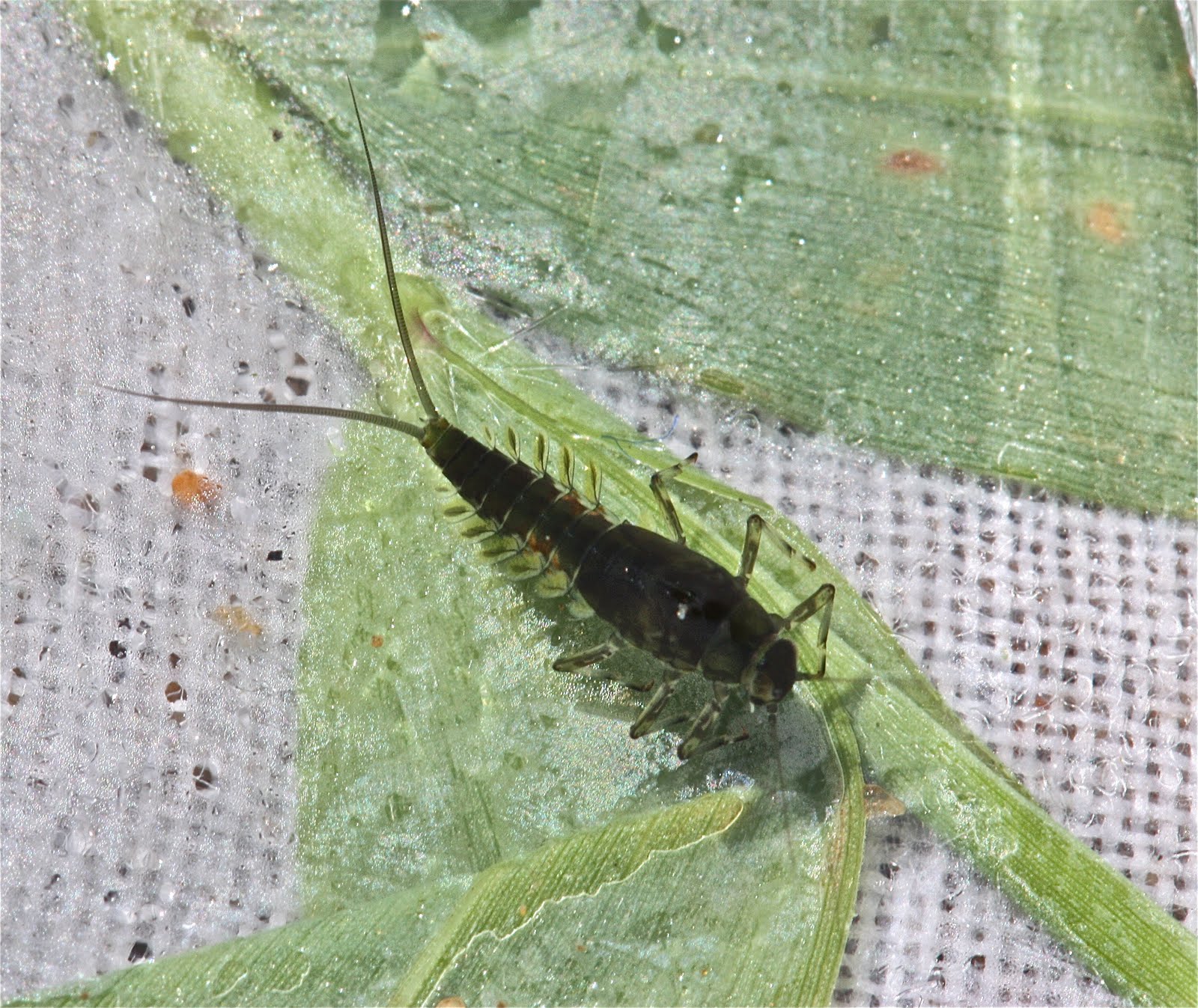 Aquatic Insects of Central Virginia: Genus ID of a Small Minnow Mayfly ...