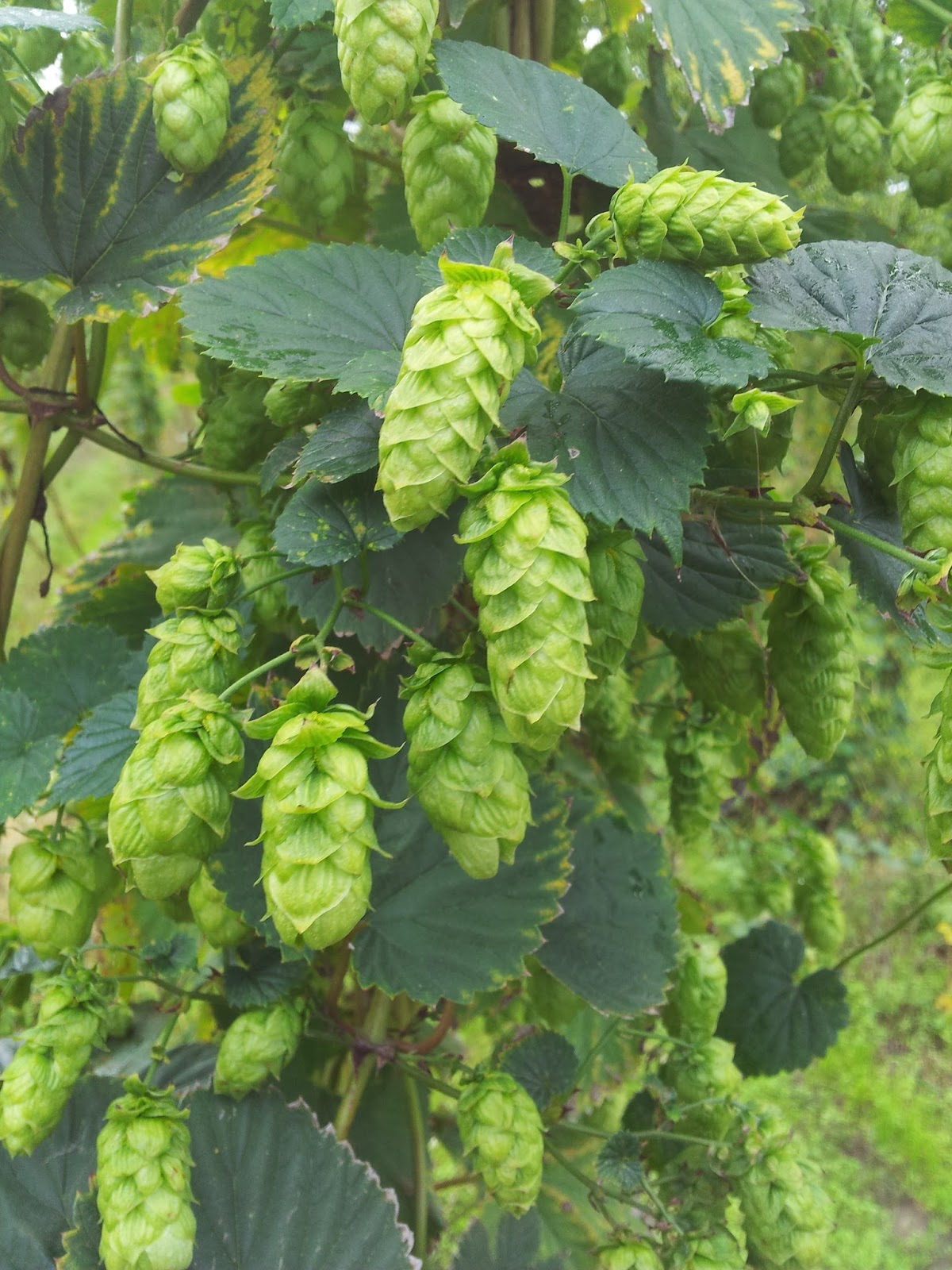 Ed's Beer Site: New hop varieties