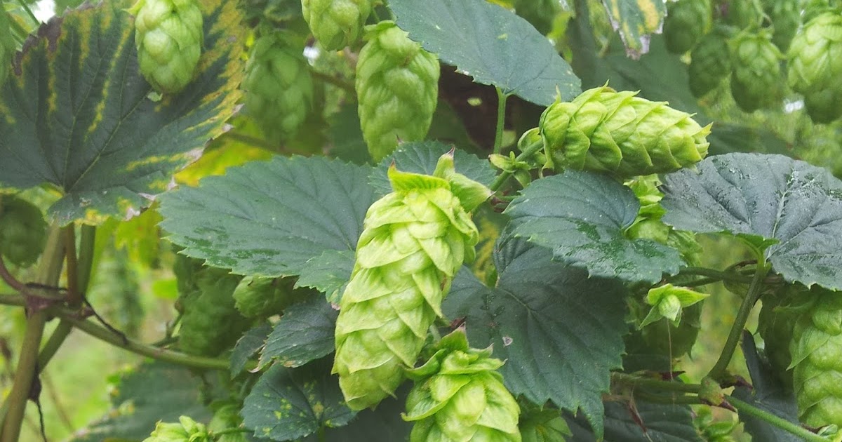 Ed's Beer Site: New hop varieties