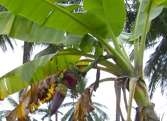 Khasiat Getah Pisang - SOBAT NIHAO