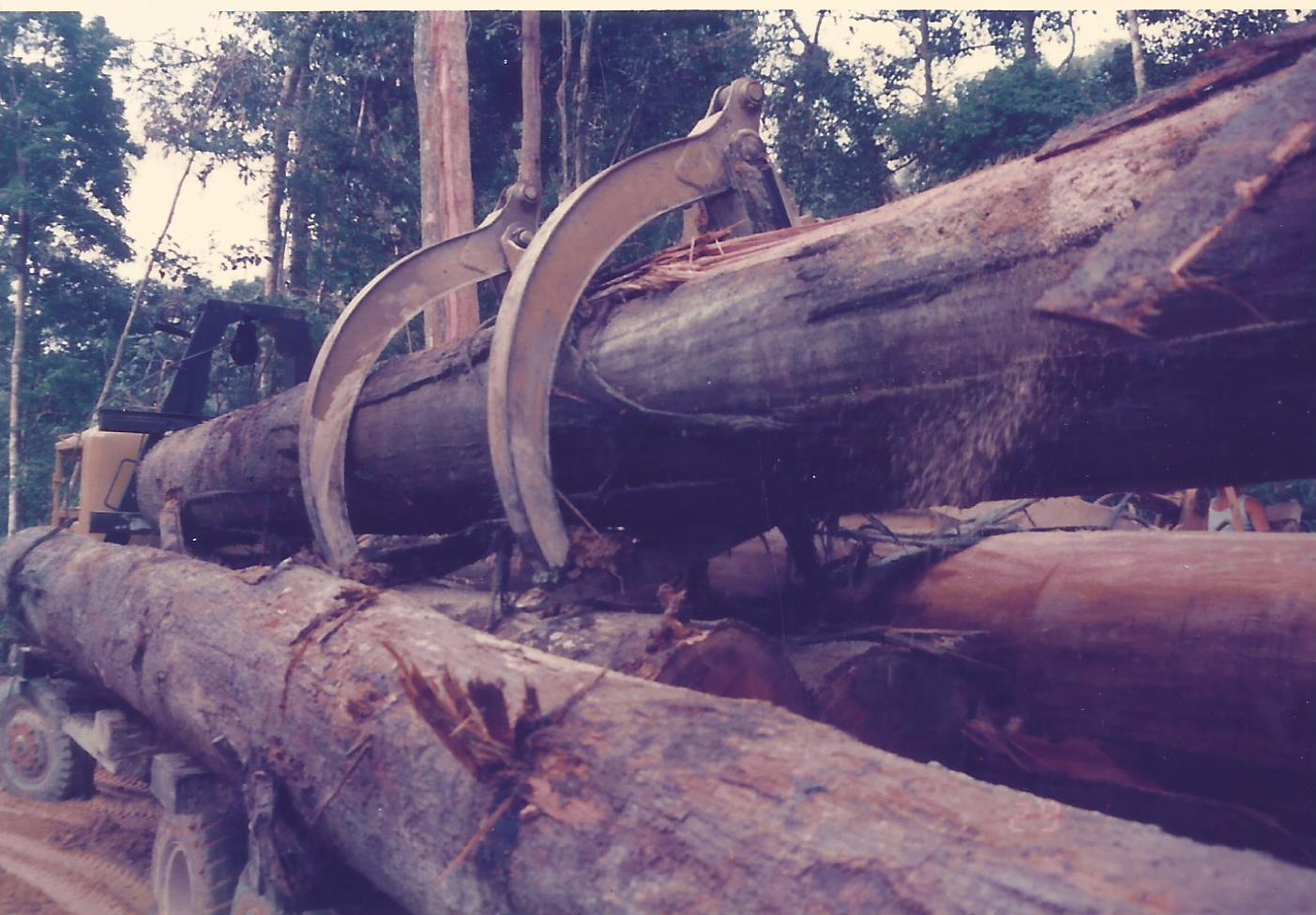 TUJOH:*:BINTANG***::: Cara Mengukur Kayu Balak