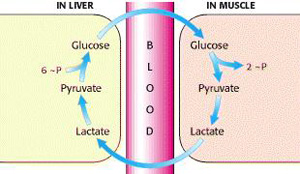 Biology; the study of the life: Lactic Acid