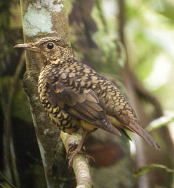 Sri Lankan Endemic Birds: Pethi Gomara Wal Awichchiya - Ceylon Scaly ...