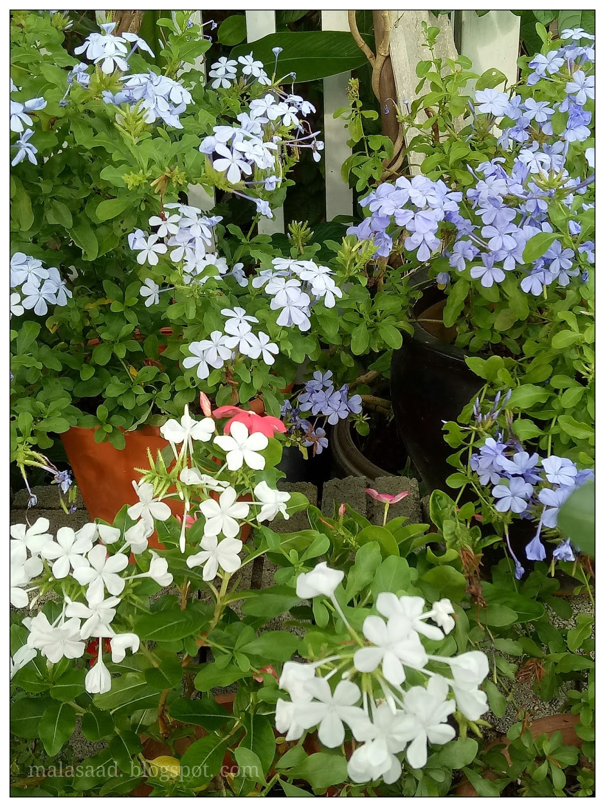 My Green Eye's: Plumbago Auriculata