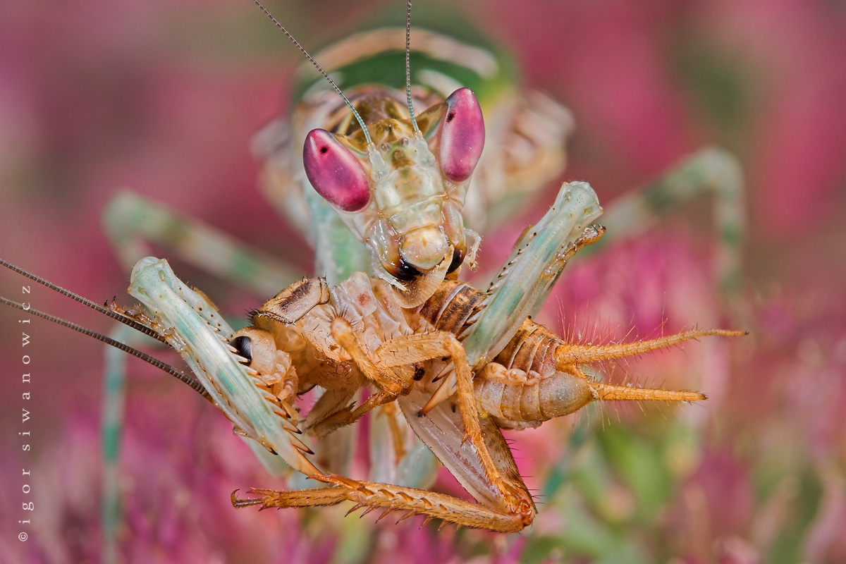 Alam Mengembang Jadi Guru: Mantis Romantis atau Mantis Alien