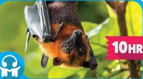 WHITE NOISE Australian Megabats Flying-foxes Fruit Bats