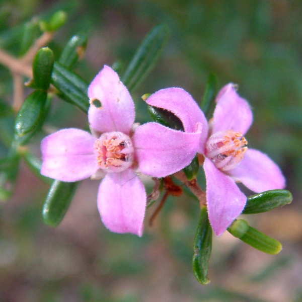 Beauty Of Flowers: Boronia