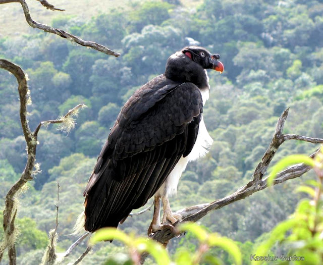 Bellas Aves de El Salvador: Sarcoramphus papa (rey zope, zopilote real)