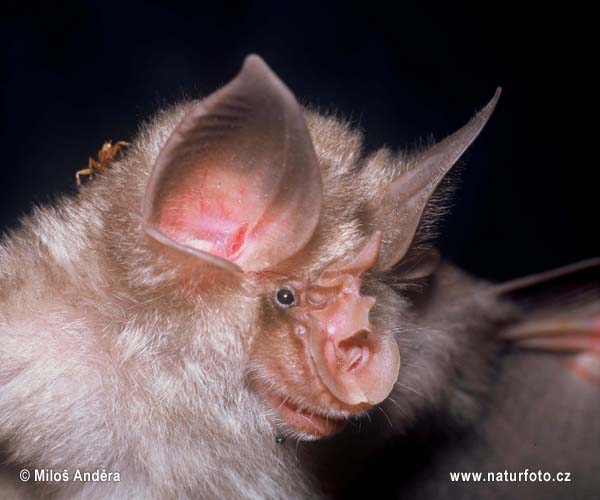 Horseshoe Bat