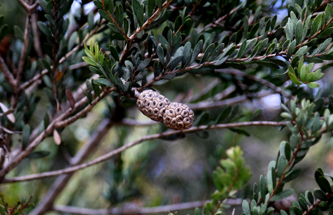 A photo, A thought............: Plant: Paperbark trees in California......