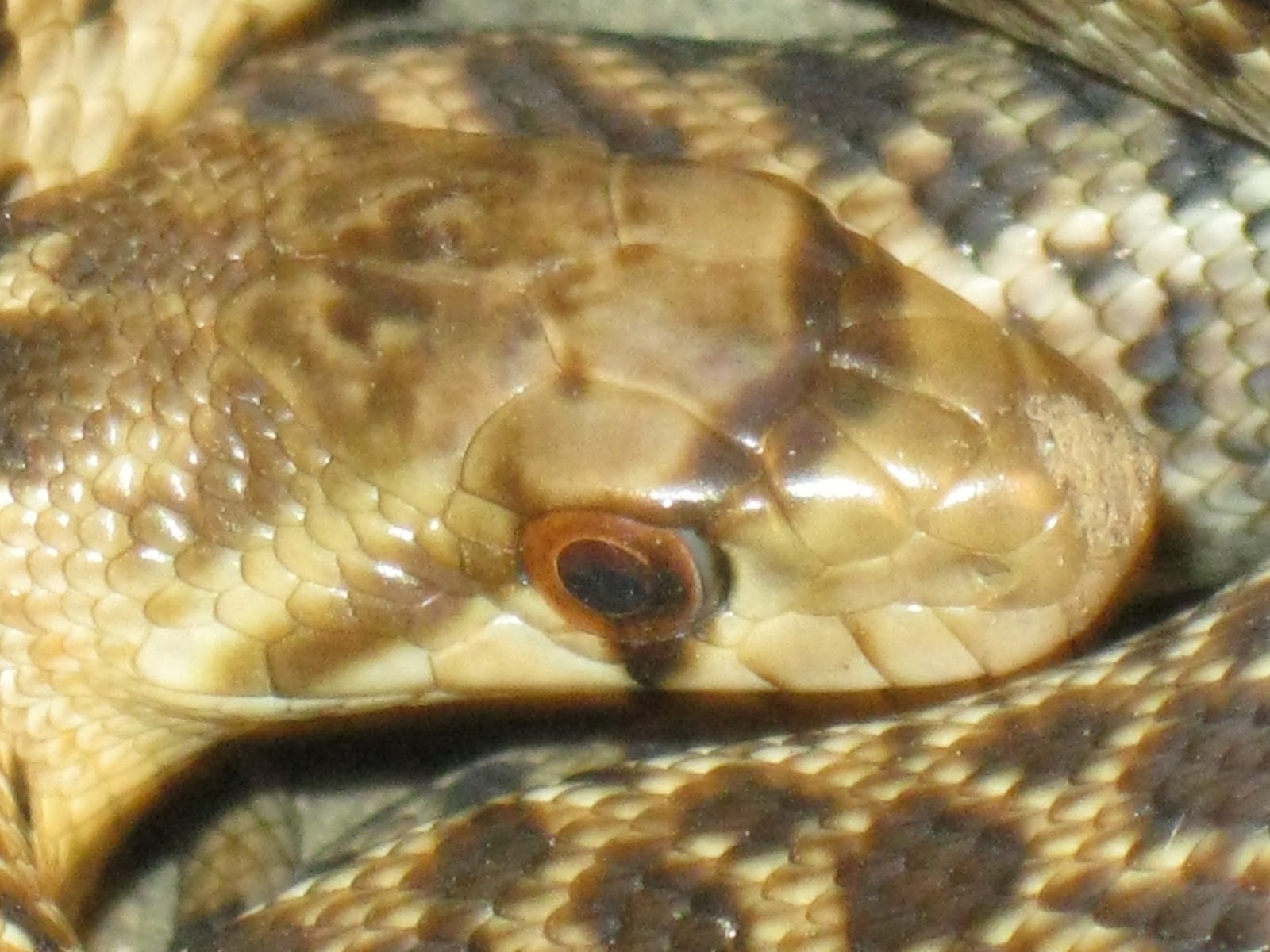 Wildlife in Southern California: Reptiles and Amphibians