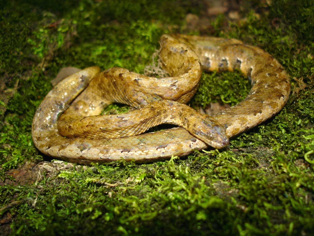 Life is short, but snakes are long: Dwarf Boas