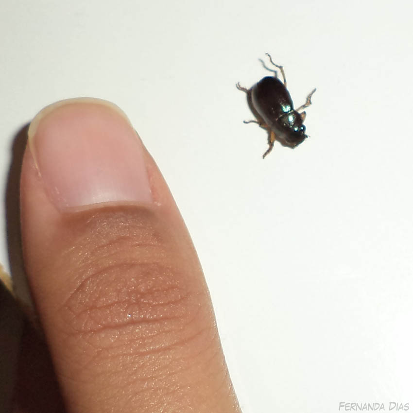 Diagrama Do Besouro Escuro