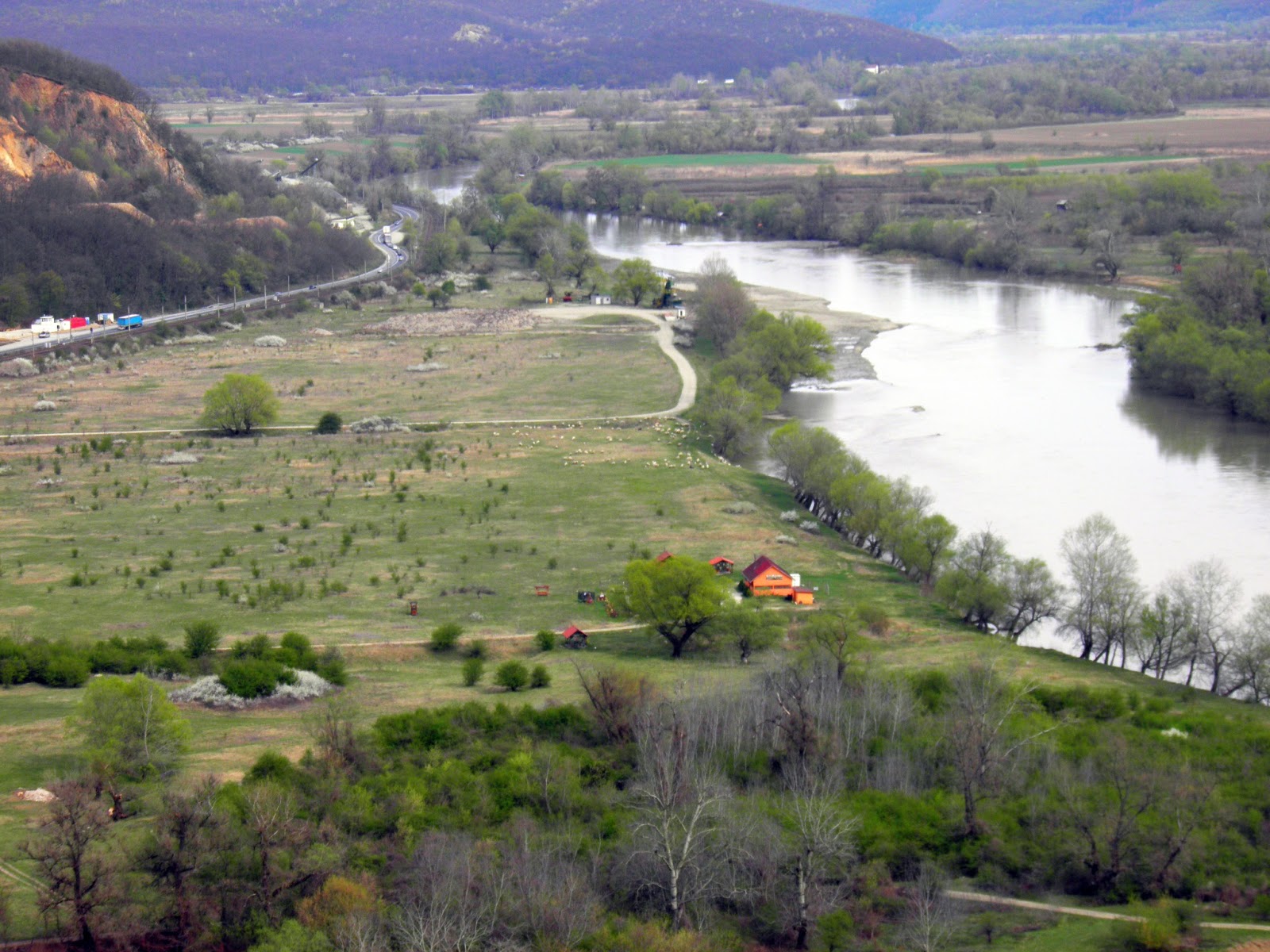 PASARI DIN ROMANIA: CUCUL (1), Cuculus canorus