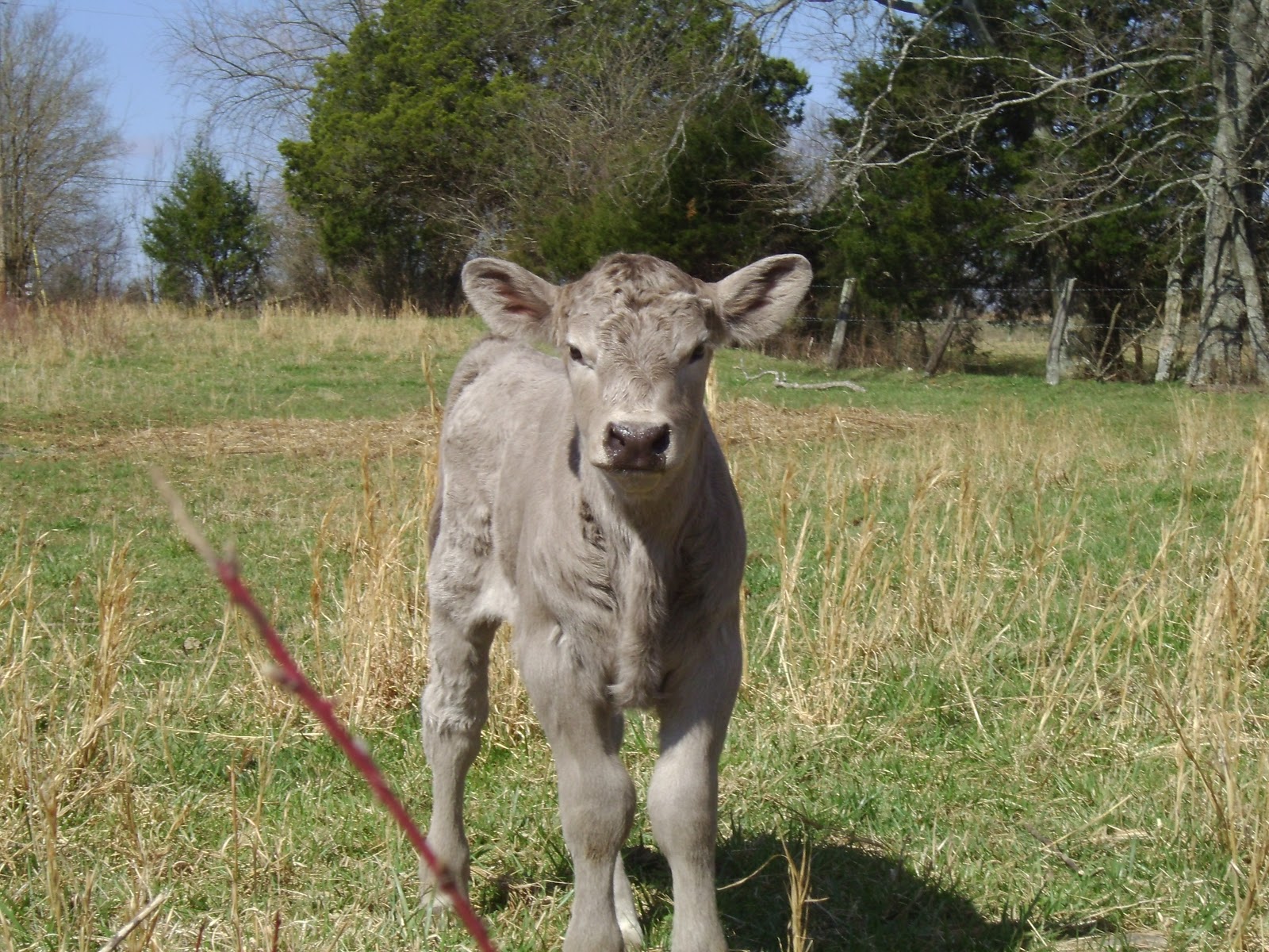 Cecil's Acres Murray Greys