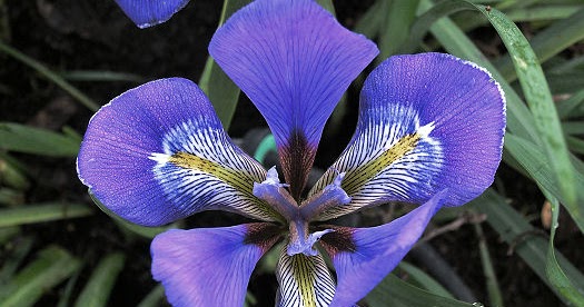 World of Irises: The Winter Flowering Iris, Part 2