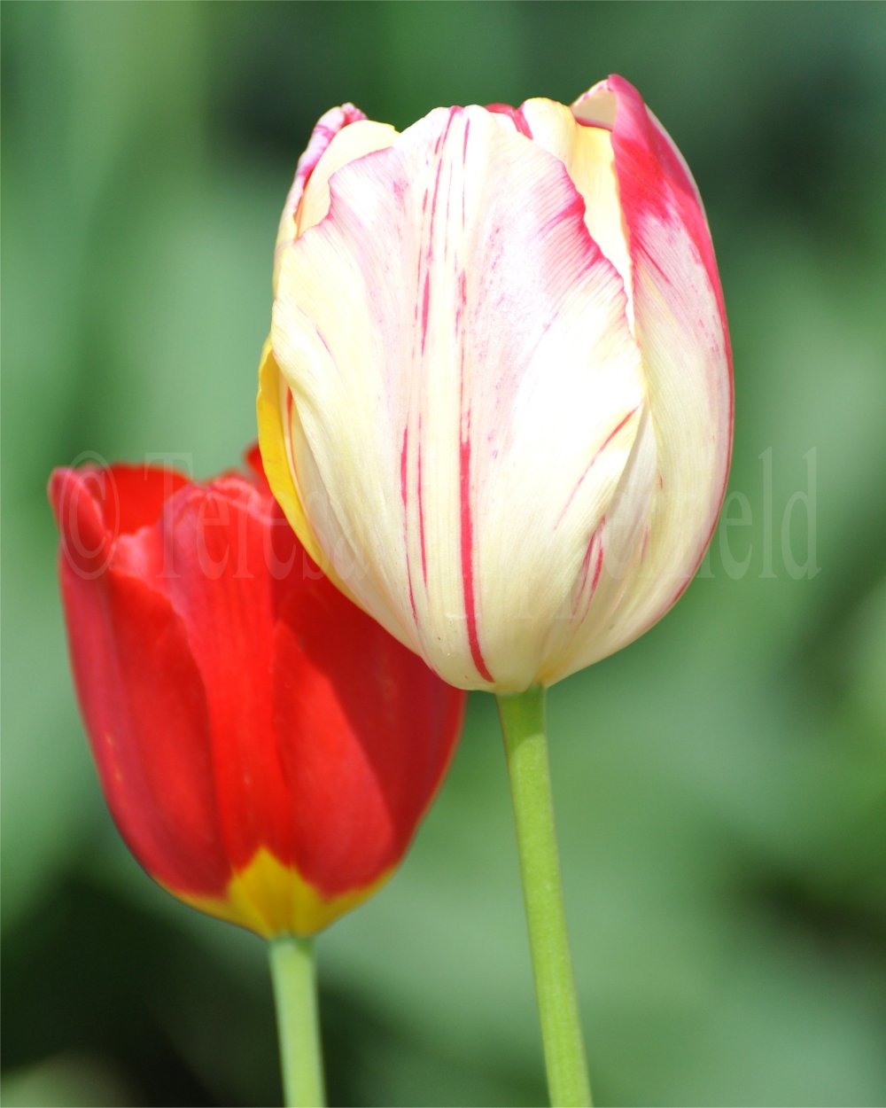 Poppy Place Pdx: Blogiversary - 3 Today & Flowers to Celebrate