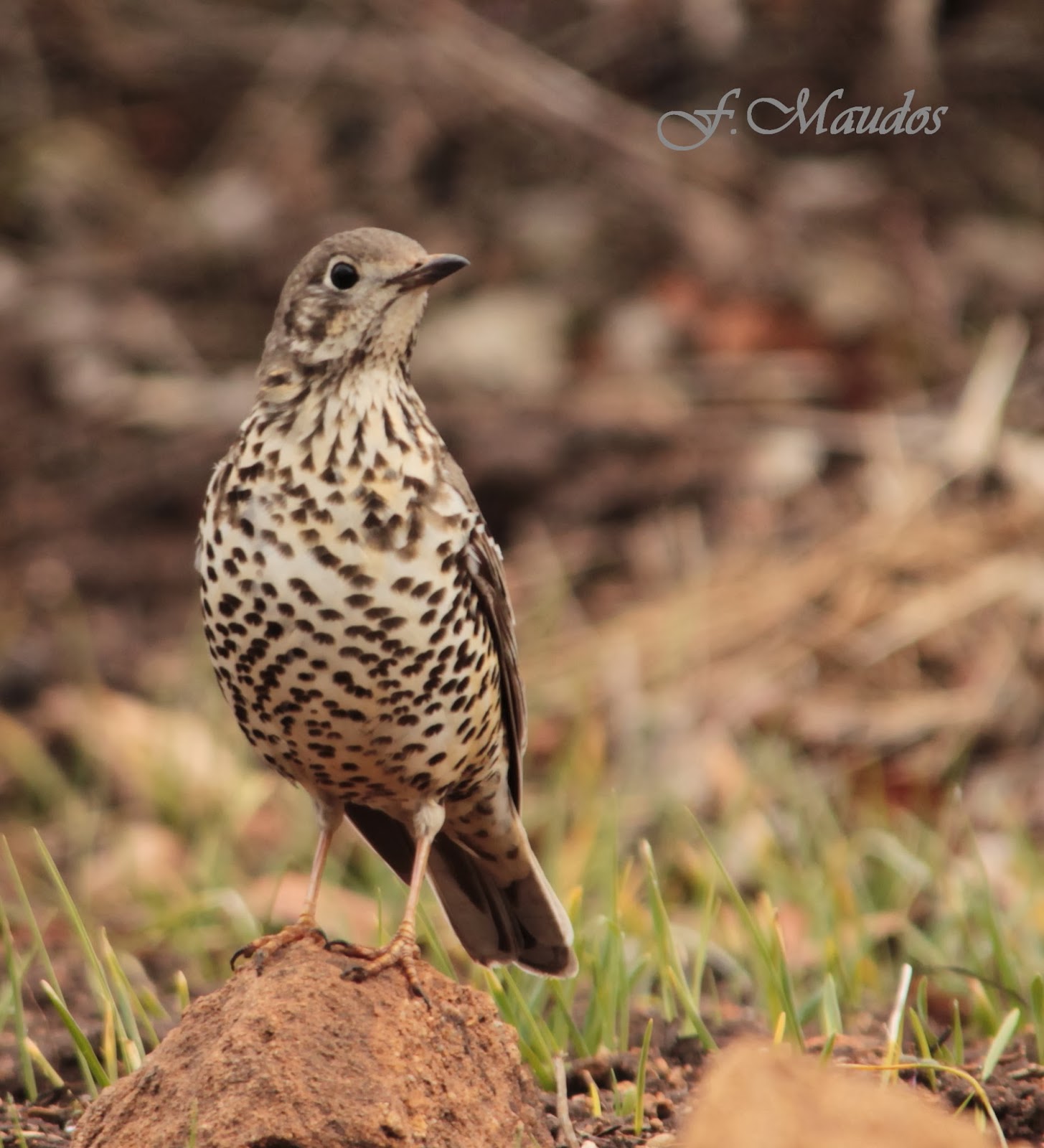 Foto Perales: ZORZAL CHARLO