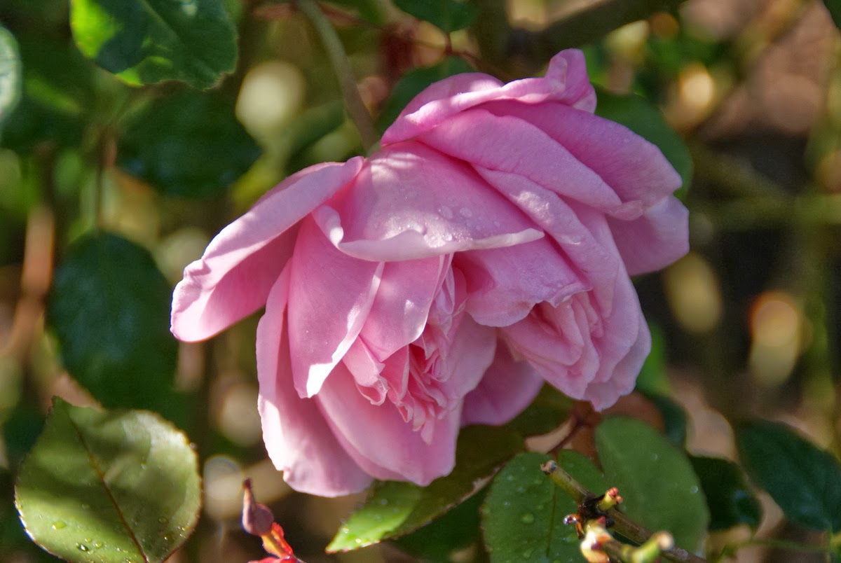 Organic Garden Dreams: February Roses