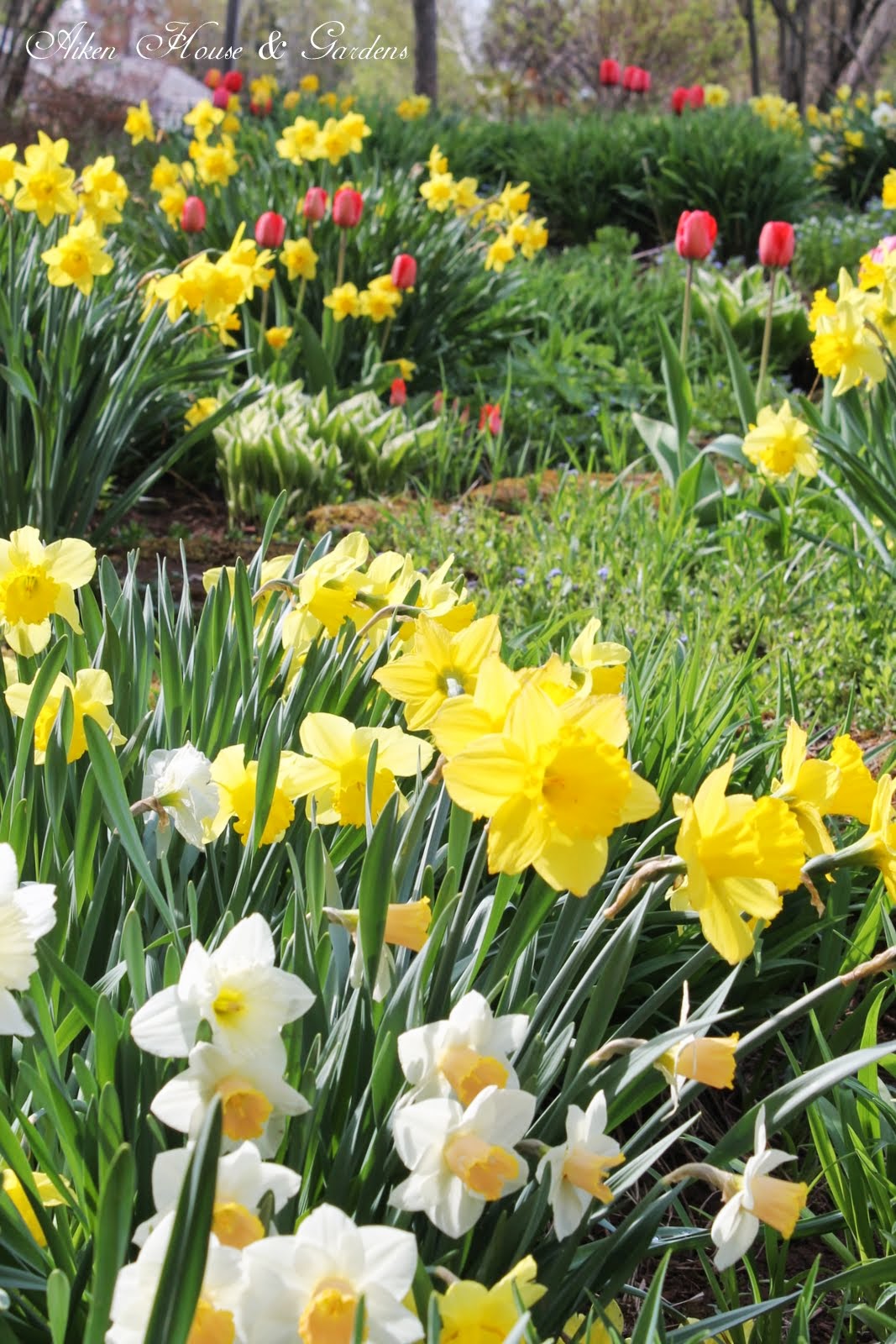 Aiken House & Gardens: The Winners and our Spring Garden!
