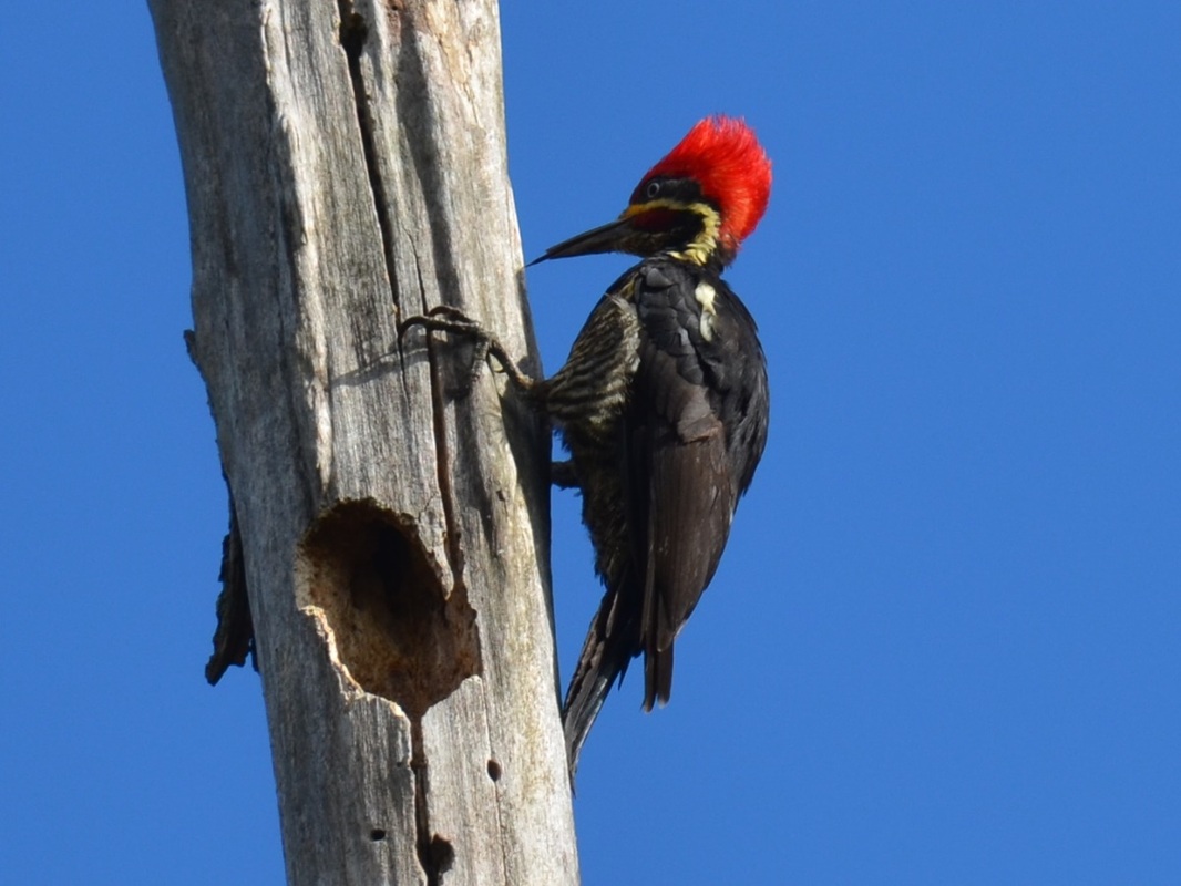 EL CERRO PILÁN ~ MORROPON ECOTURISMO