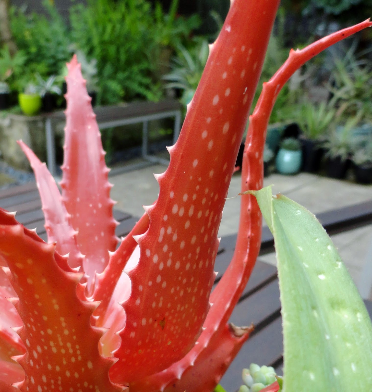 danger garden: Aloe dorotheae is my favorite plant in the garden (this ...