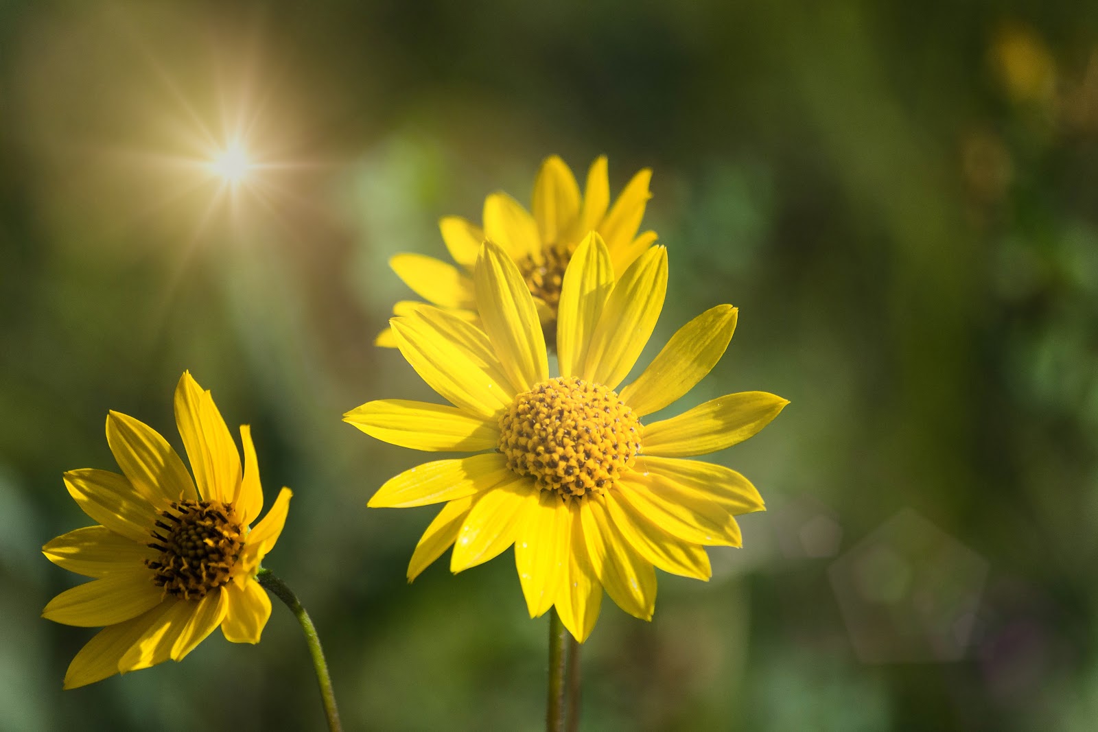 Tom Wolf Photography