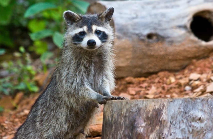 RAKUNI ( RACCOON ),predivni i nestašni rakuni uveseljavaju nas svojim ...