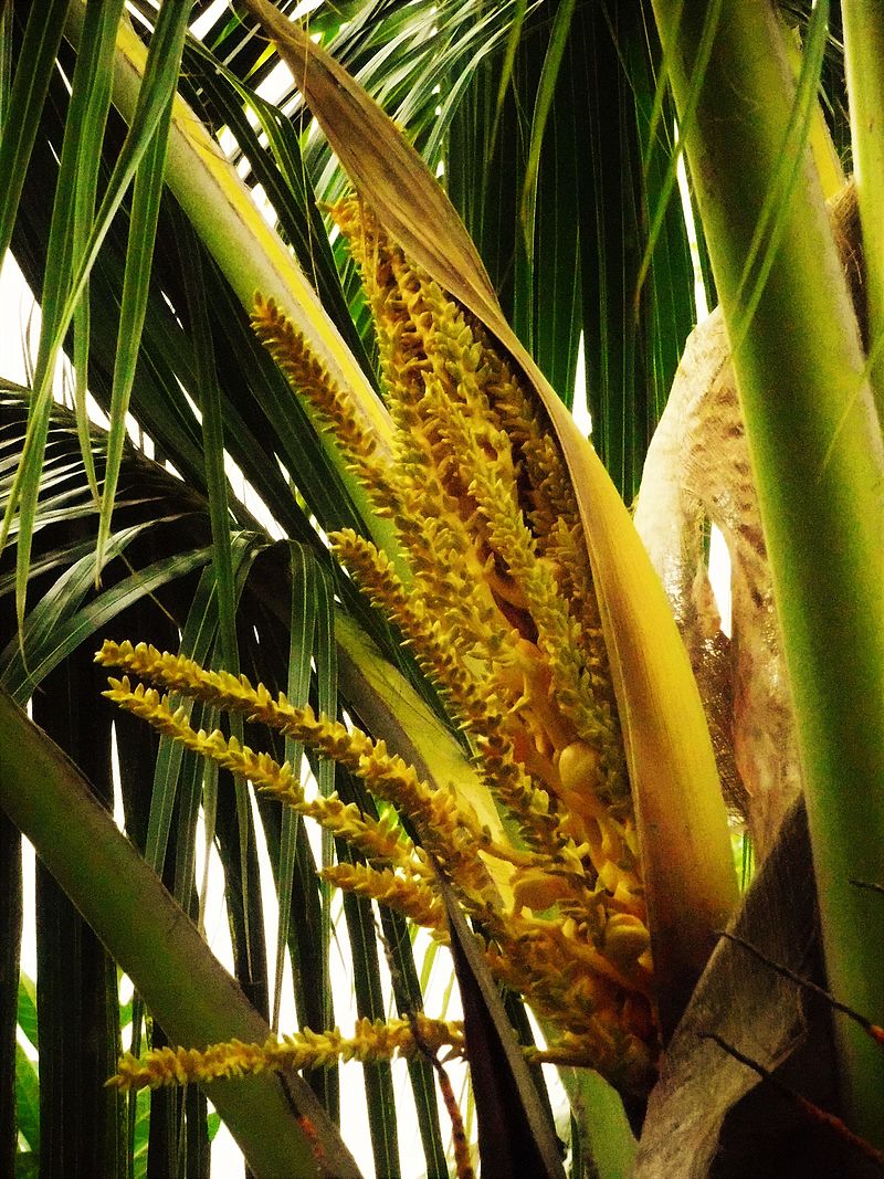MALINALLI · herbolaria médica: COCO, COCOTERO, coconut · Cocos nucifera