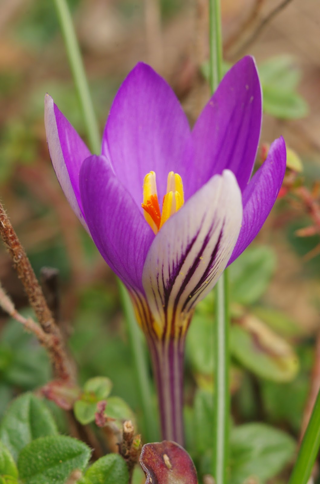 Artemisianet: dicembre 2015