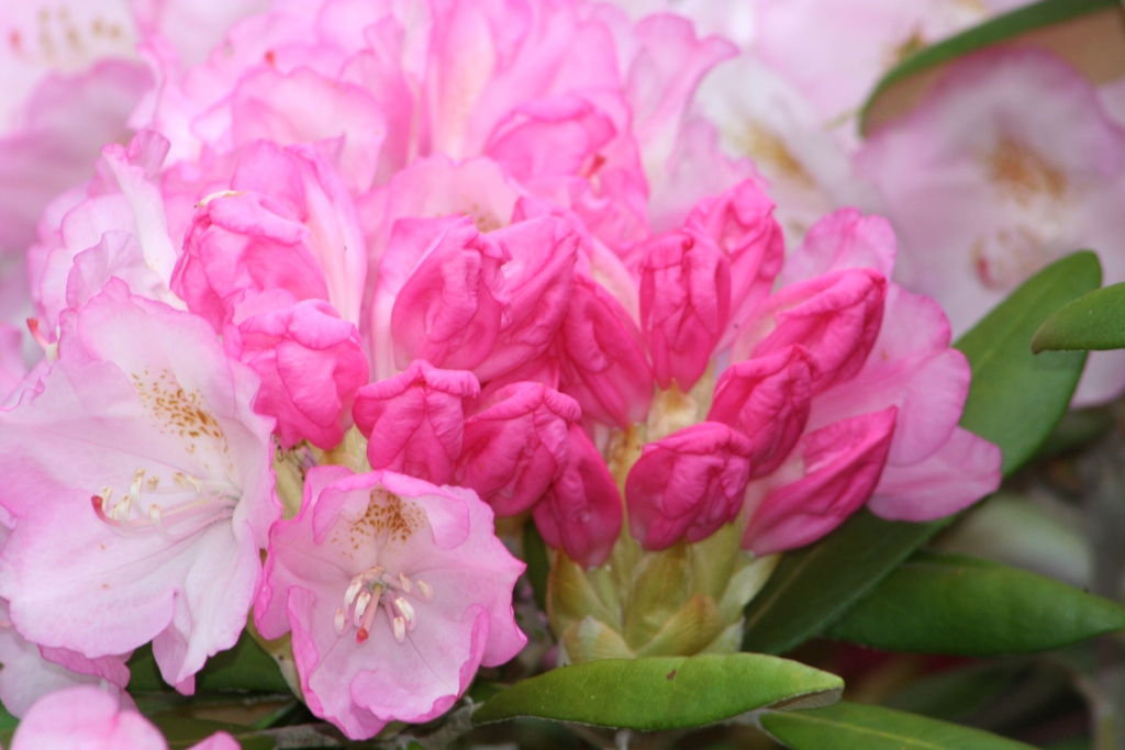 Our Garden Journal: Rhododendron "Pink Pearl"