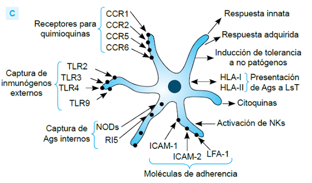 Células: CÉLULA DENDRÍTICA