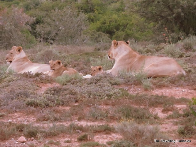 The Travelling Lindfields: Shamwari Game Reserve - and the fastest ...