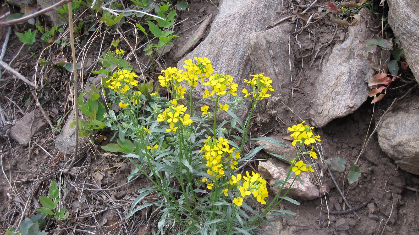 Innie Me: Colorado Wildflowers - Yellow