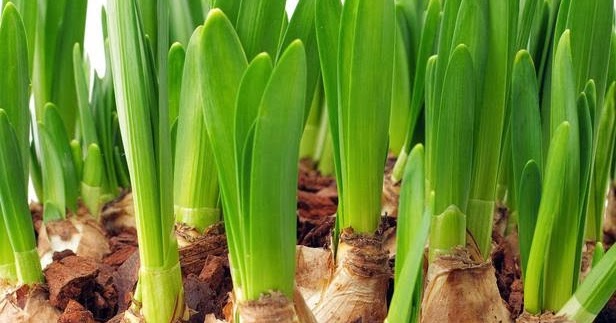 #Gardening : Growing a Spring Bulb Garden Indoors