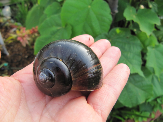 Blogging in Myrtle Glen, a central Florida gardening journal: Florida ...