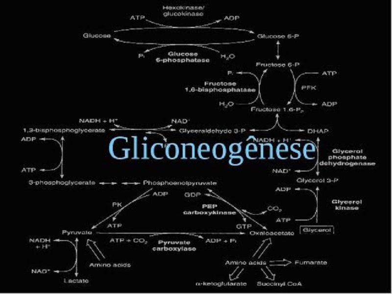 Gliconeogênese - Aula Fitness