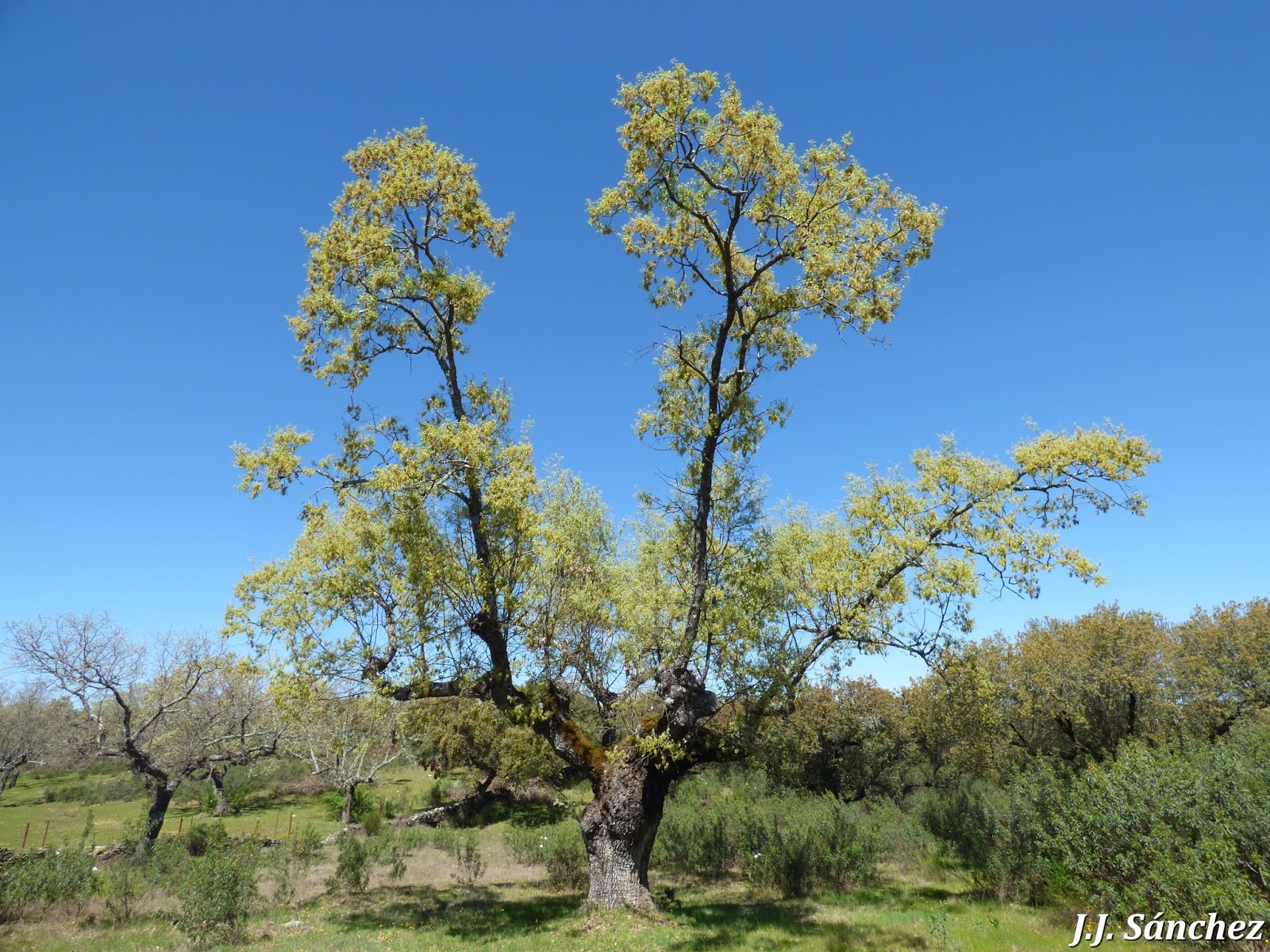Montehermoso Natural: Quejigo (Quercus faginea)