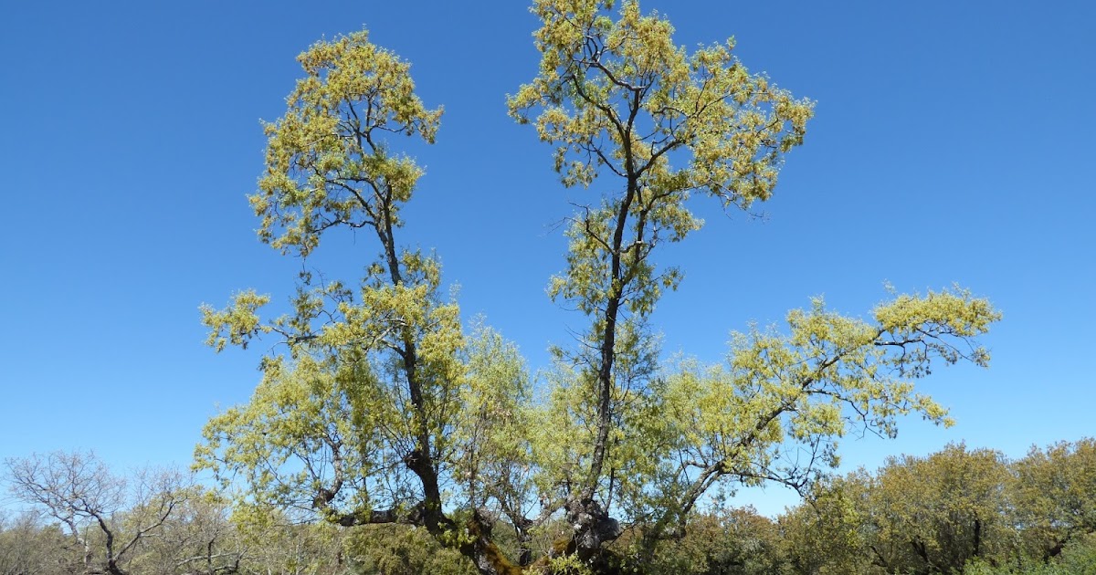 Montehermoso Natural: Quejigo (Quercus faginea)