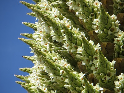 HOW TO GROW PUYA RAIMONDII - Queen Of The Andes |The Garden of Eaden