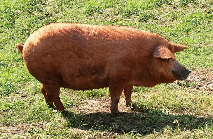 Cerdo con Pelo o Mangalica
