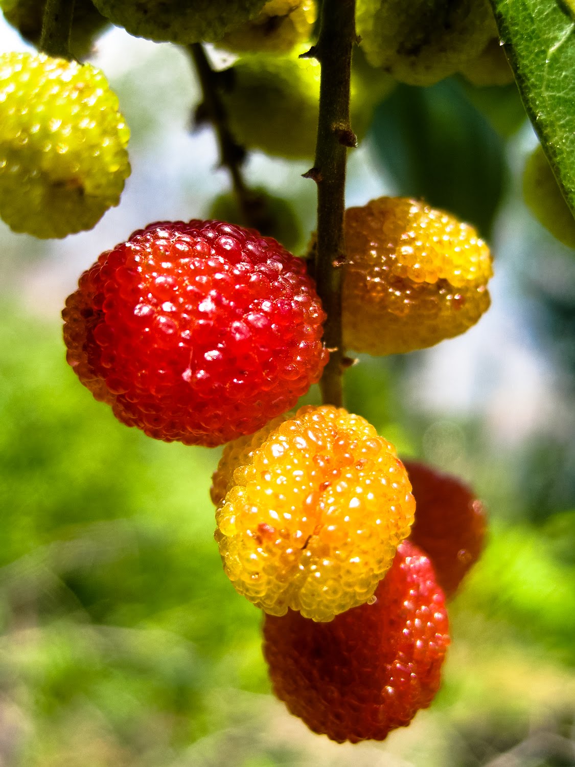 CanvasSnap: Collections of Nepalese Photography and Designs: Kafal